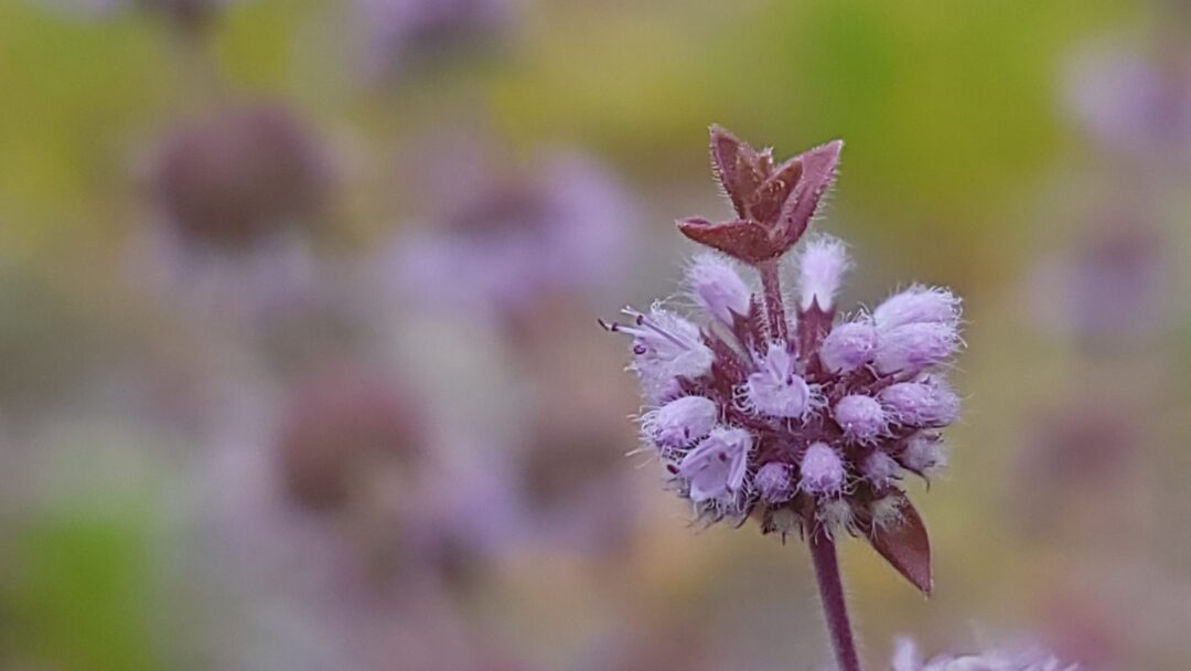 When to use wide angle versus telephoto lenses for closeup flower ...
